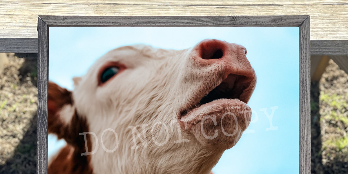 Mooing Cow Canvas Print Framed or Unframed – Wills Creek Designs